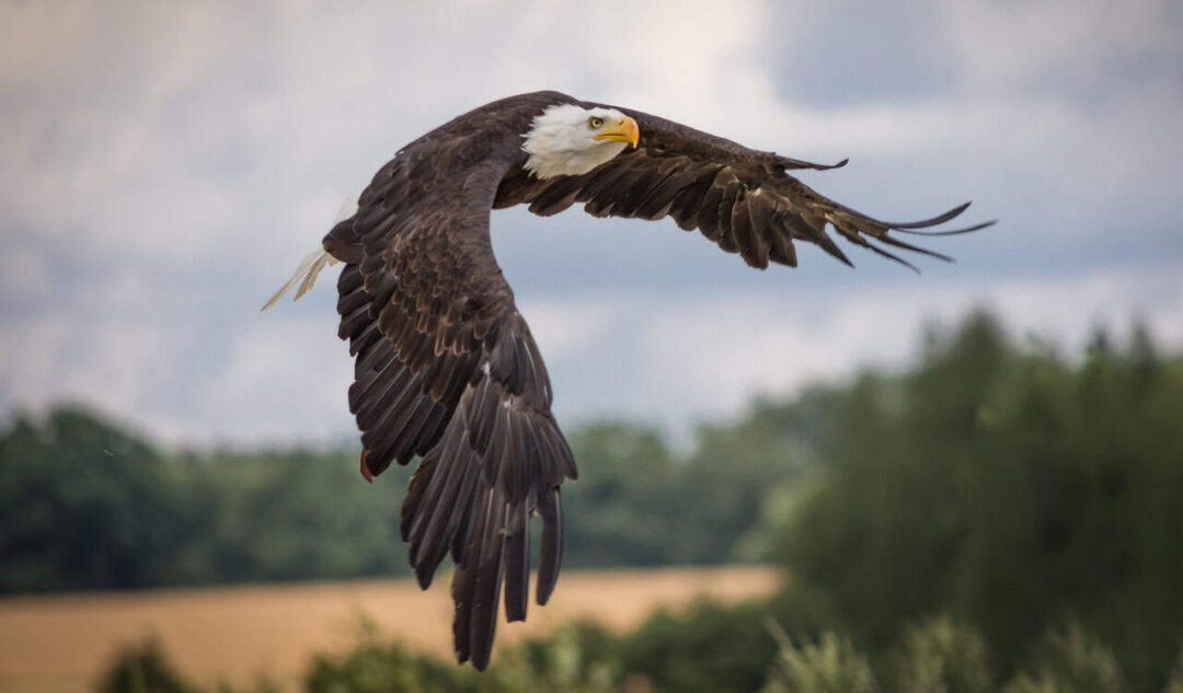 The Role of Bald Eagles in Native American Culture