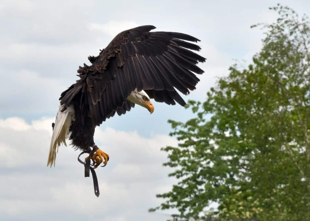 The Most Powerful Bald Eagle Ever Seen in the Wild
