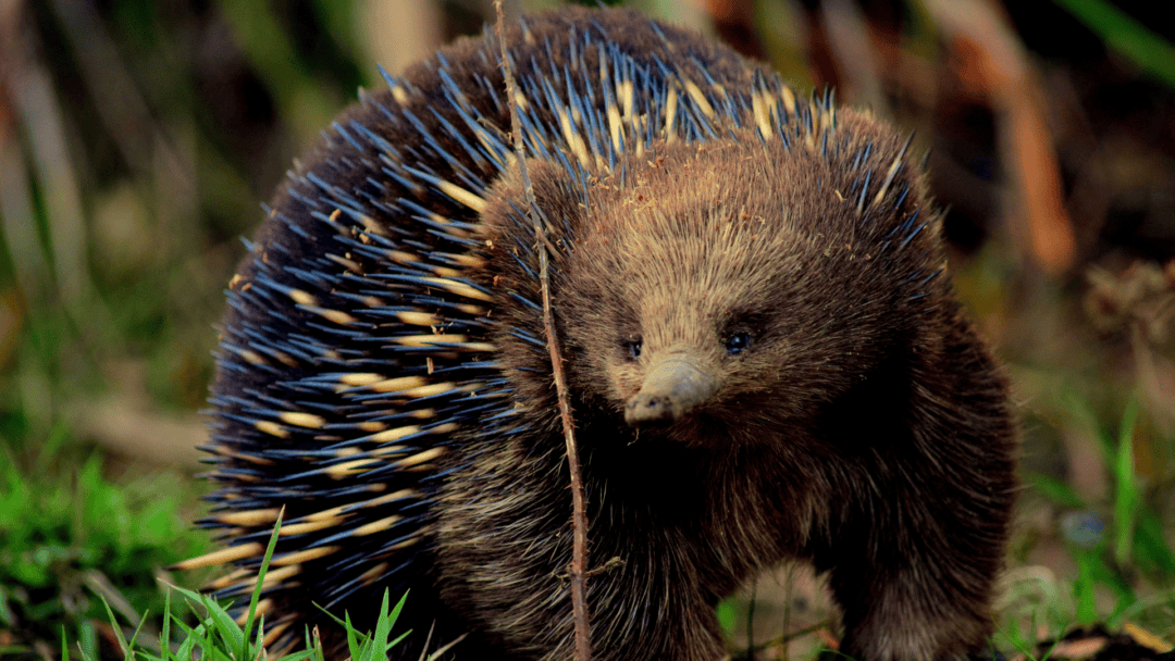 Meet the Echidna Australia’s Ancient Wanderer - Animals Around The Globe