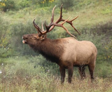 The Biggest Elk Ever Spotted in the US