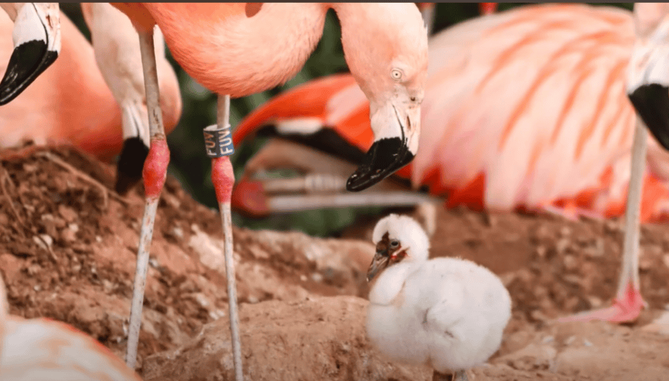 Same-Gender Flamingo Pair Arthur and Curtis Become Proud Parents at ...