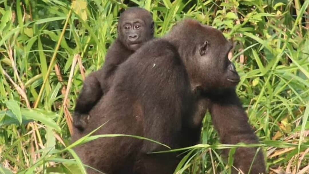 Gorilla Mating: A Look at Their Complex Social Structure and ...