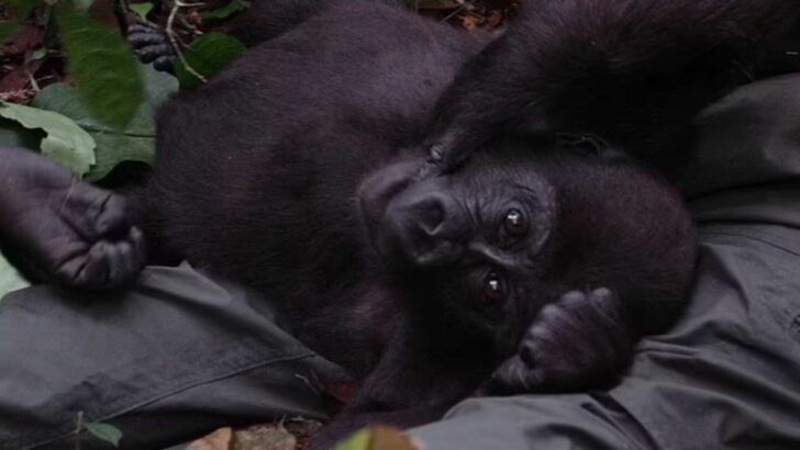 Gorilla Mating: A Look at Their Complex Social Structure and ...