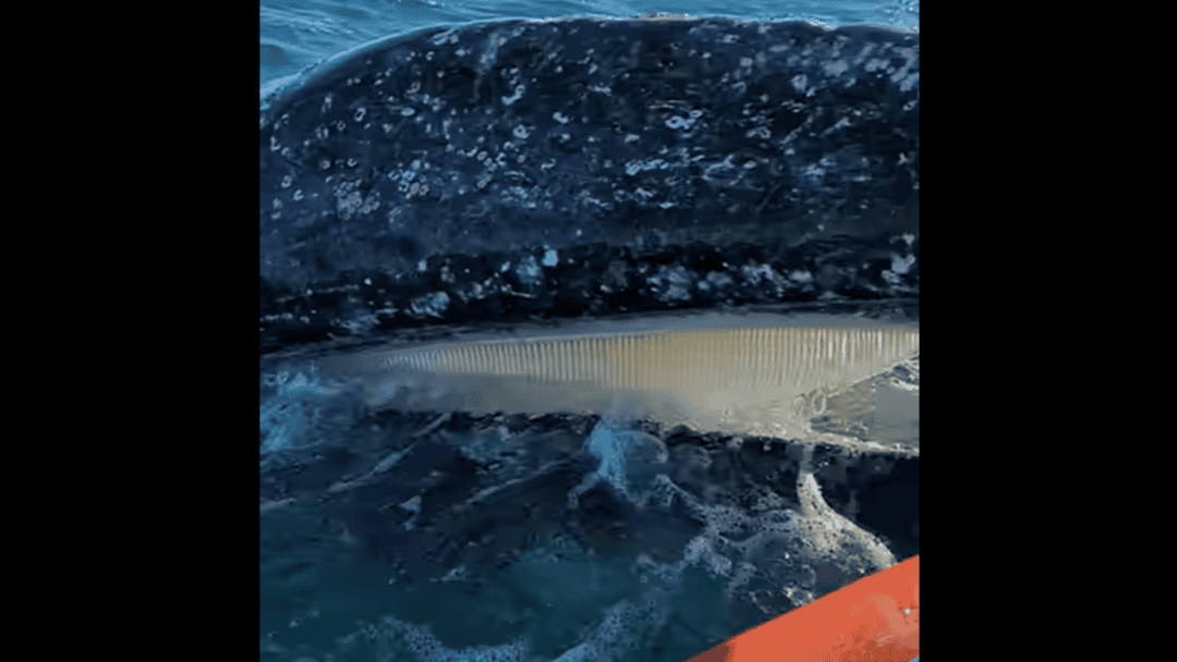 Gray Whale Shows Off Its Pristine Teeth to Marine Biologists in Mexico ...