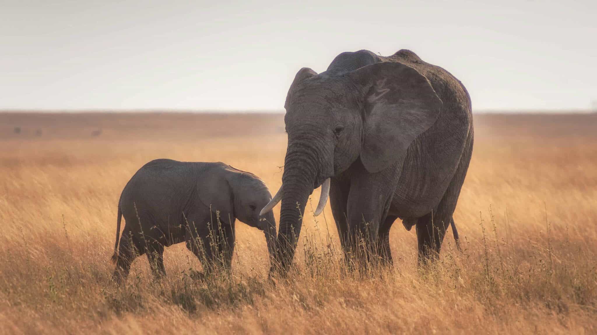 The Best Places to See Elephants in The Wild - Animals Around The Globe