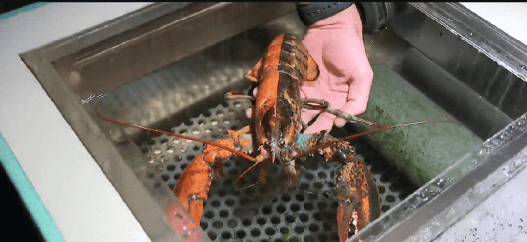 15 Fascinating Facts About American Lobsters - Animals Around The Globe