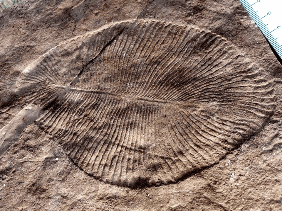Discover The First Animal On Earth - Animals Around The Globe