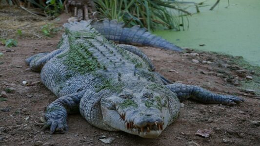 Titanoboa: The Giant Prehistoric Snake