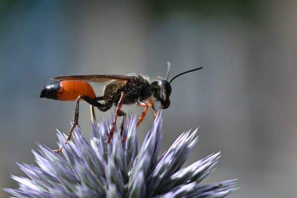 12 Wild Animals That Can Survive Nuclear Radiation - Animals Around The ...