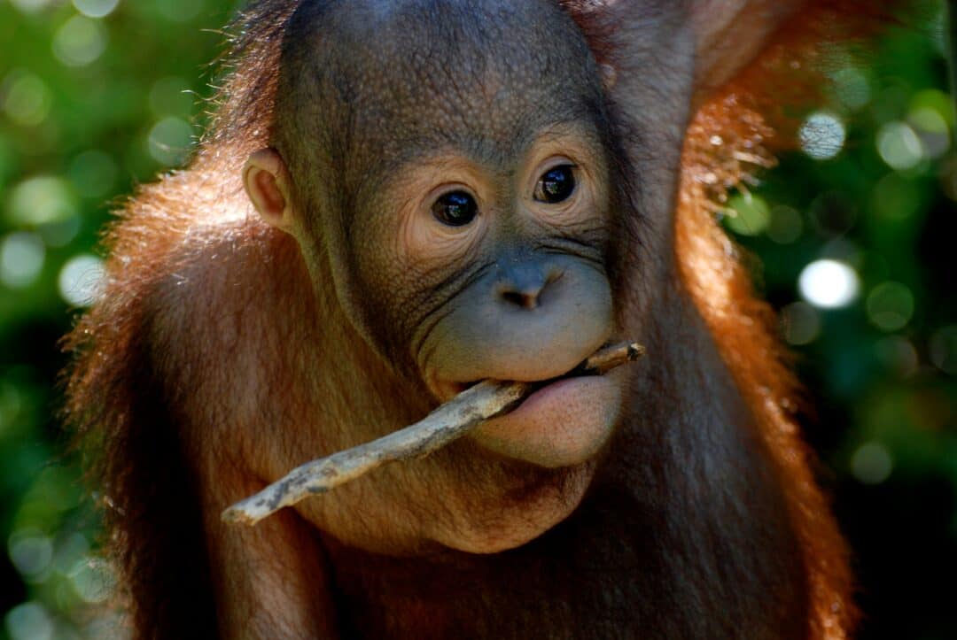 The Economics of Wildlife Trafficking: Understanding the Demand ...
