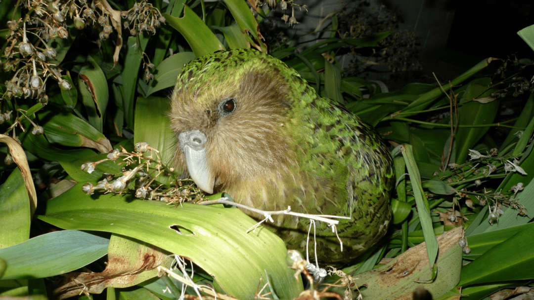 Meet 8 Fascinating Birds That Can’t Fly - Animals Around The Globe