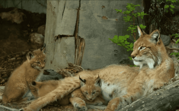 The Lynx Is Quietly Returning to U.S. Forests
