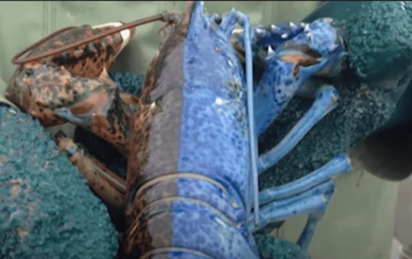 Do Blue Lobsters Really Exists?