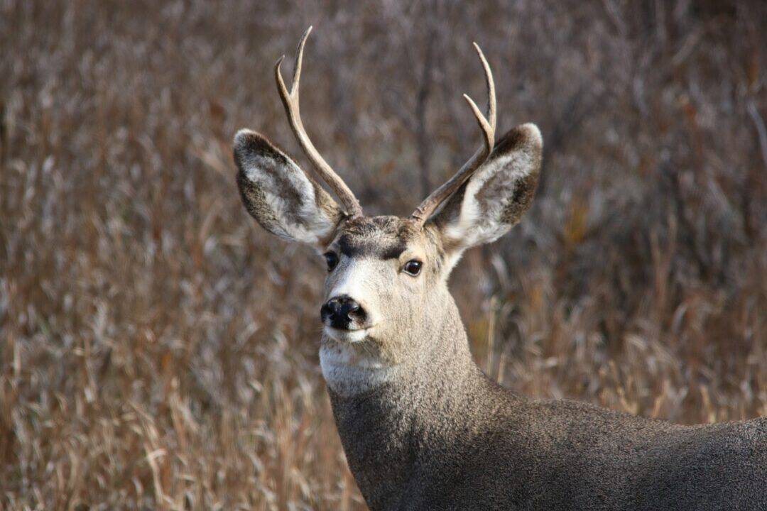 Top 10 Animals and Wildlife in Nebraska - Animals Around The Globe