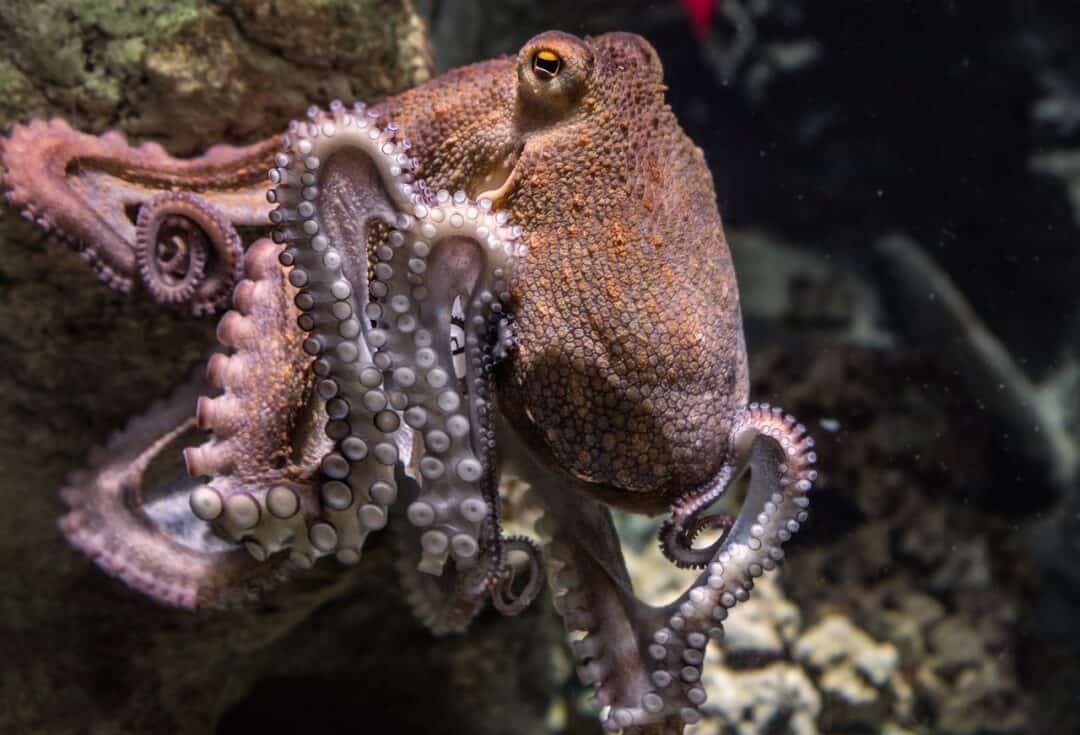The Surprising Intelligence of the Octopus