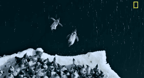 First Ever Footage of Baby Penguins Diving off 50-foot Cliff in ...