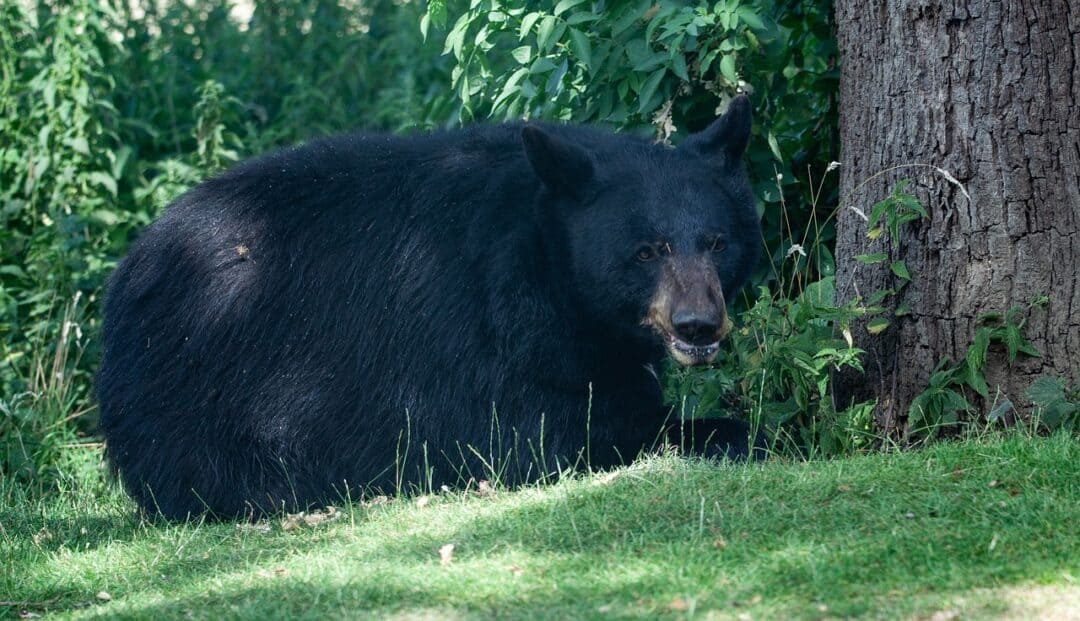 Black Bear Takes a Relaxing Bath in a Hot Tub - Animals Around The Globe