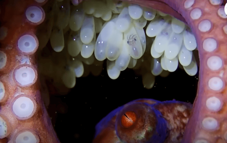 The Surprising Intelligence of the Octopus