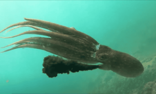 The Giant Squid A Mysterious Colossal Sea Creature - Animals Around The ...