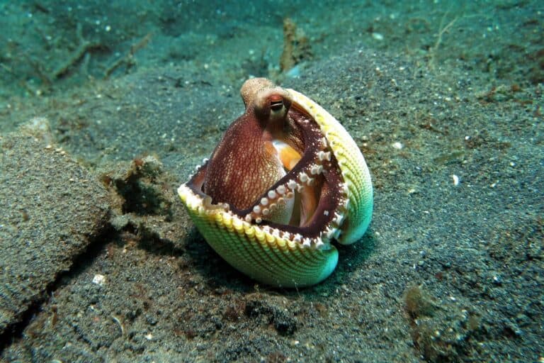 The Surprising Intelligence of the Octopus