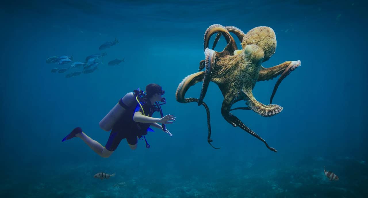 The Surprising Intelligence of the Octopus