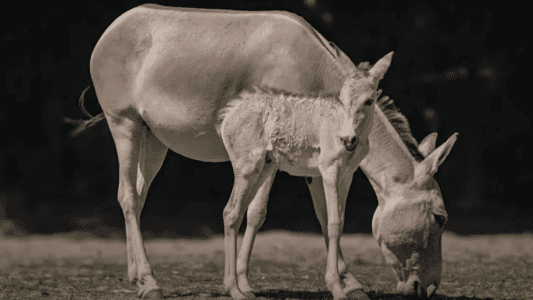 Rare Onager Foal Born at Chester Zoo Sparks Conservation Hope - Animals ...