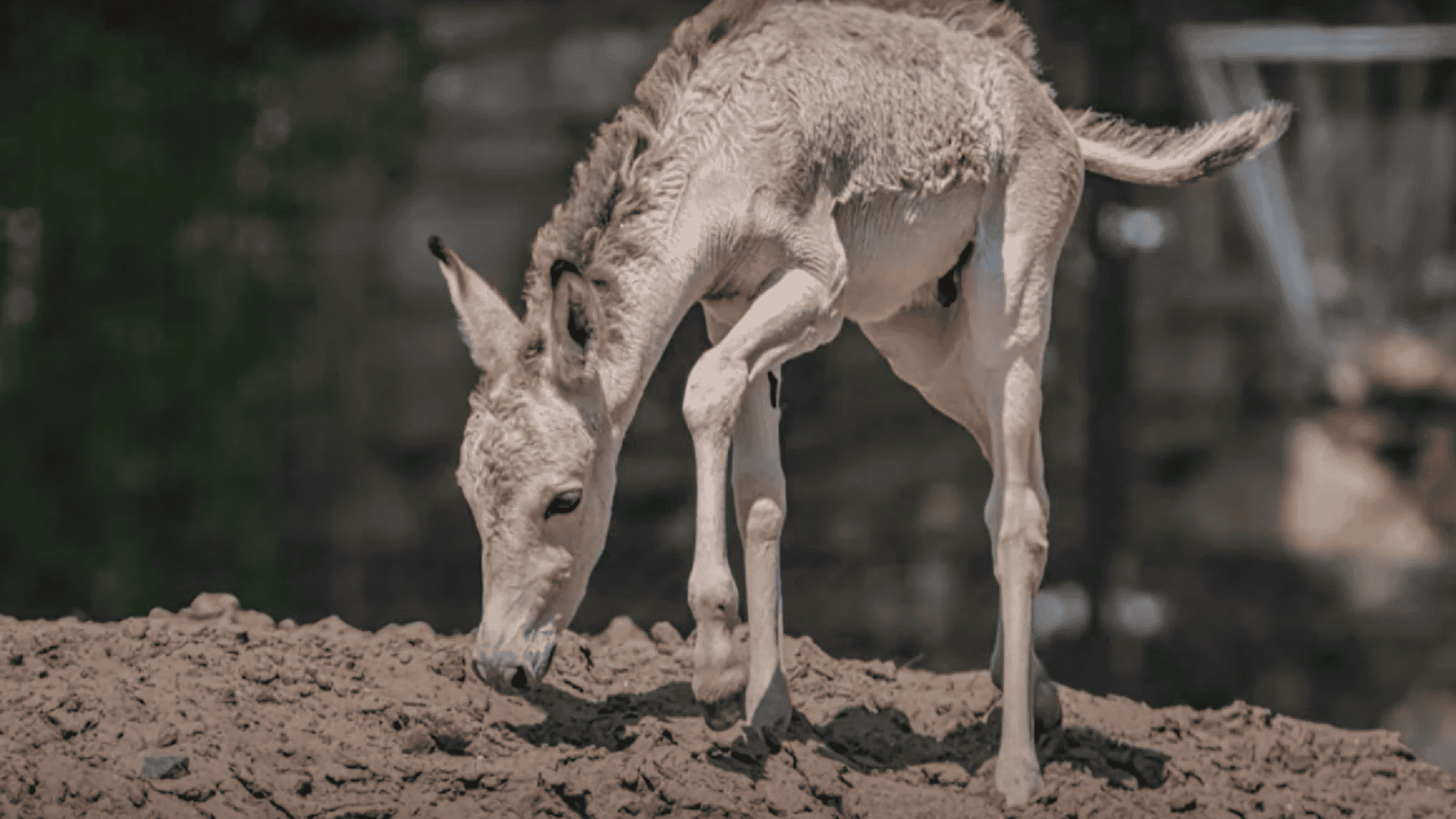Rare Onager Foal Born at Chester Zoo Sparks Conservation Hope - Animals ...