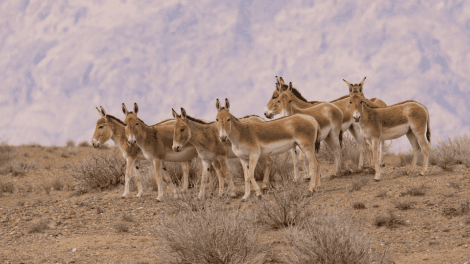 Rare Onager Foal Born at Chester Zoo Sparks Conservation Hope - Animals ...