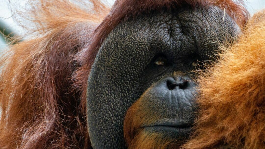 Orangutans Use Umbrellas in Rain