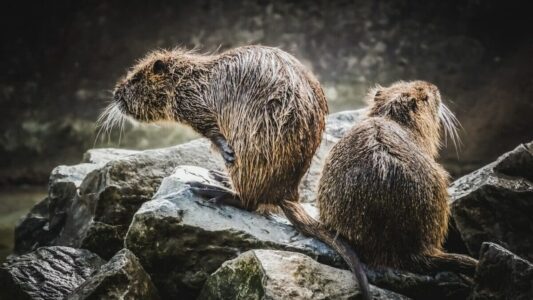 10 Animals You Can Discover In Acadia National Park