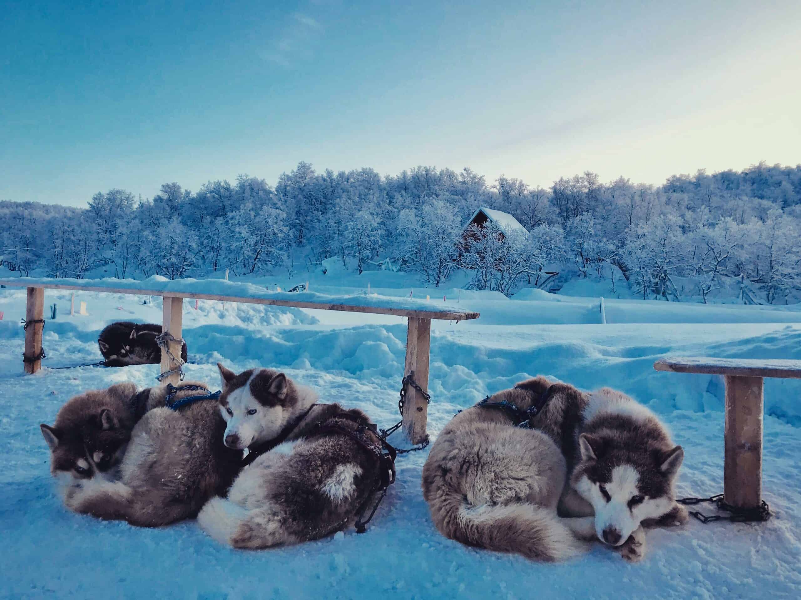 Why Huskies Dare The Snow - Animals Around The Globe