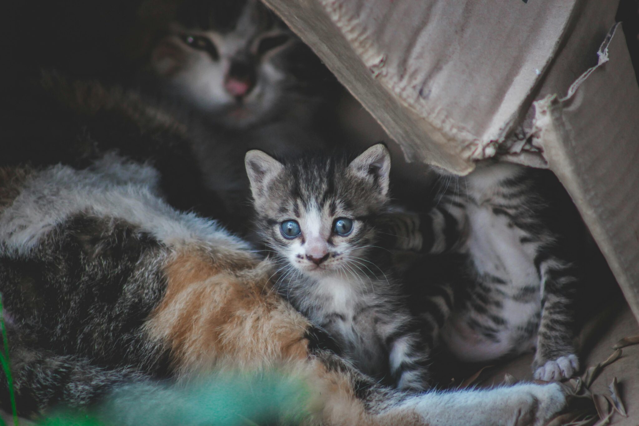 Worker Opens Car Trunk And Finds Kitten Family Living Inside - Animals ...