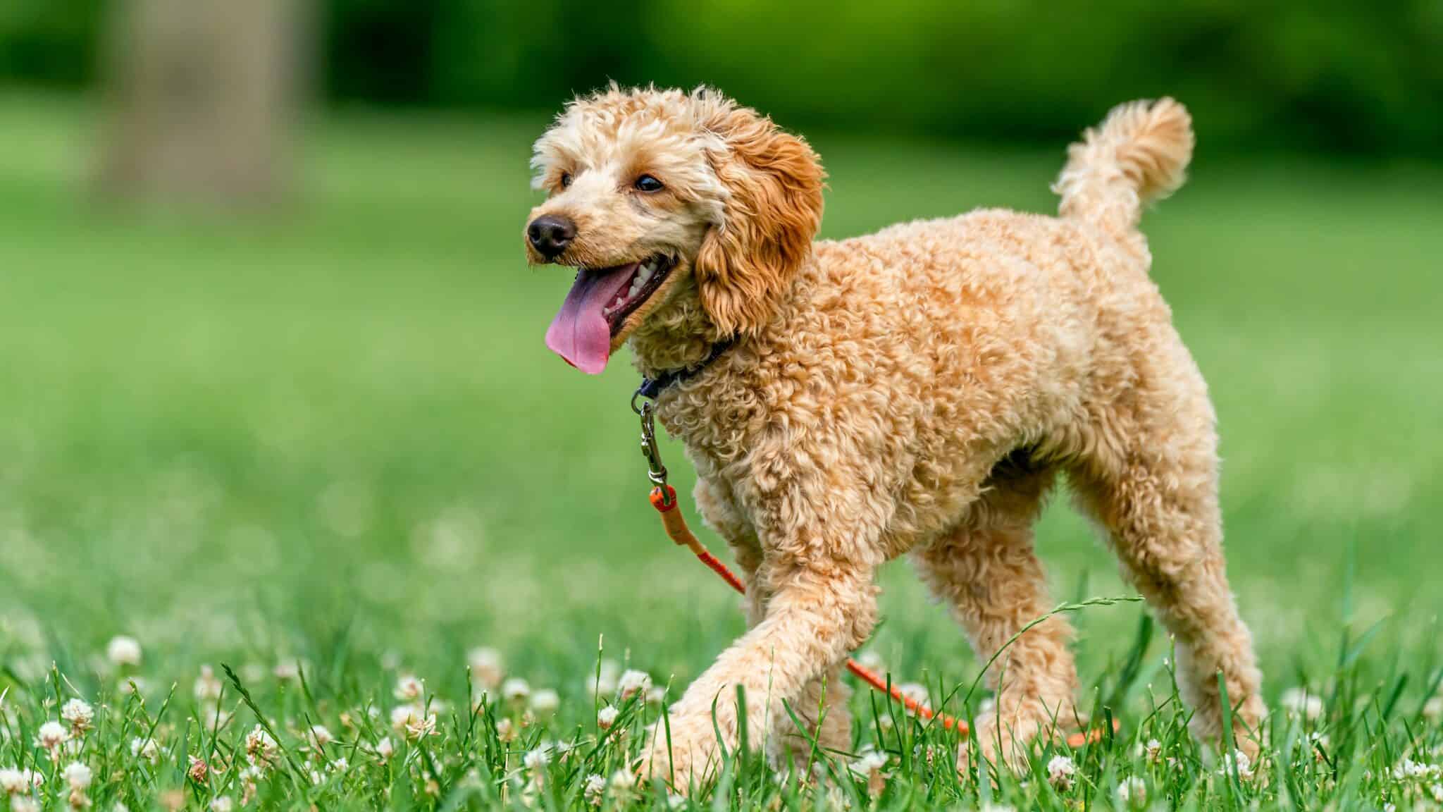 13 Dog Breeds That Bond More with Humans than Other Dogs - Animals ...