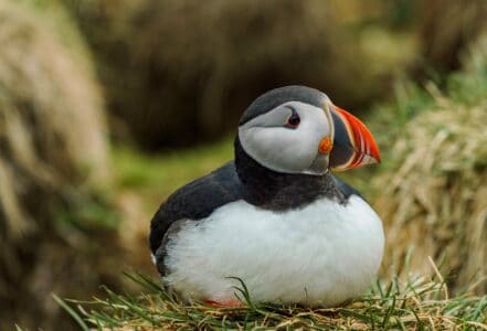 Where to See Puffins Nesting in the United States
