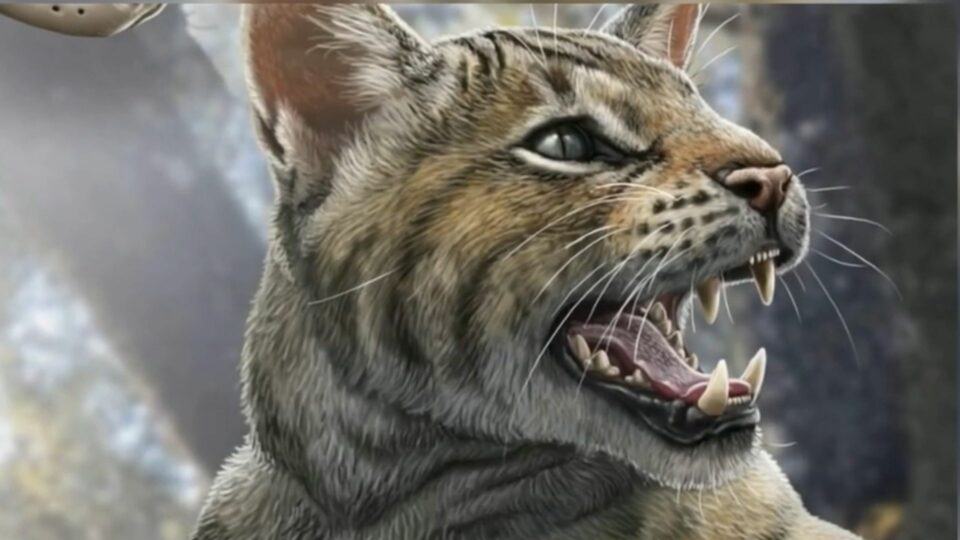 15-Million-Year-Old Strong-Jawed Cat Discovered With Only a Jaw Bone ...