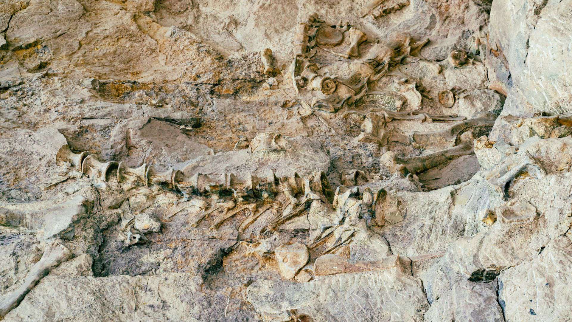 The Most Surprising Prehistoric Fossil Found in the US - Animals Around ...