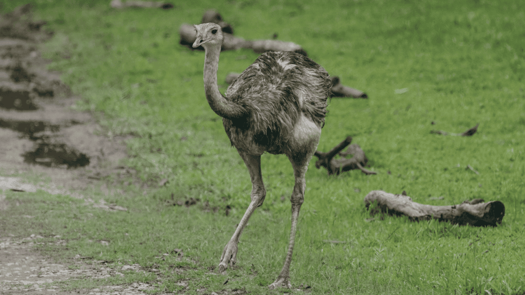 Meet 8 Fascinating Birds That Can’t Fly - Animals Around The Globe