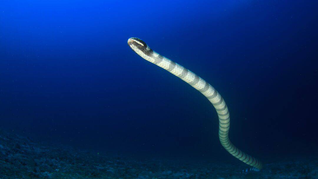 The Dangerous Yellow-Bellied Sea Snake - Animals Around The Globe