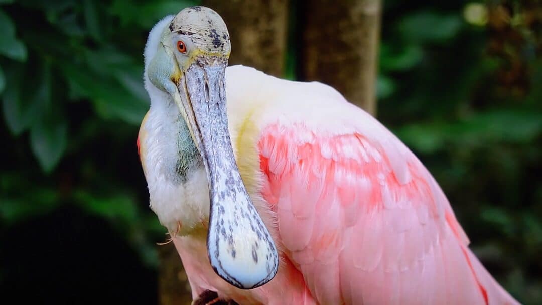 Why Flamingo Feathers Turn Pink From Their Diet - Animals Around The Globe