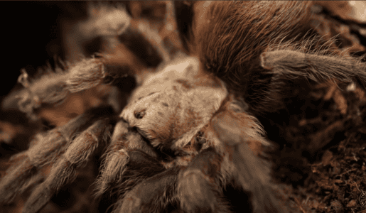 Giant Fossil Spider from Millions of Years Ago Found in Australia