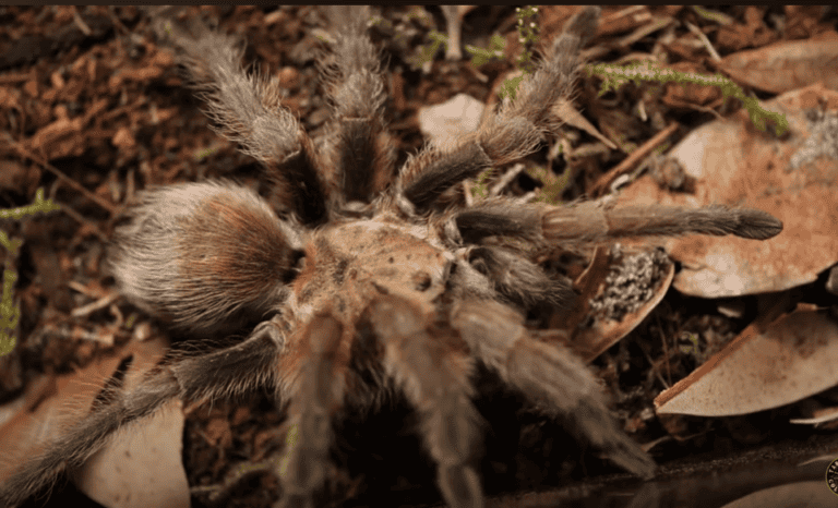 Get Ready To Welcome And Know Why Hordes of Tarantulas Are Set to Swarm ...