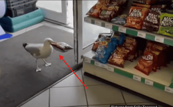 Steven, The Seagull Who Became The Famous Crisp Thief at Wyke Regis
