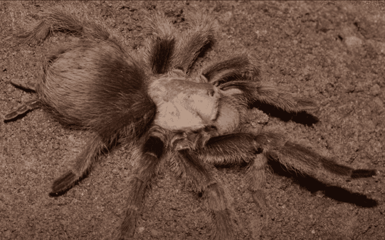 Get Ready To Welcome And Know Why Hordes of Tarantulas Are Set to Swarm ...