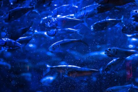 How Schools of Fish Move in Perfect Synchrony