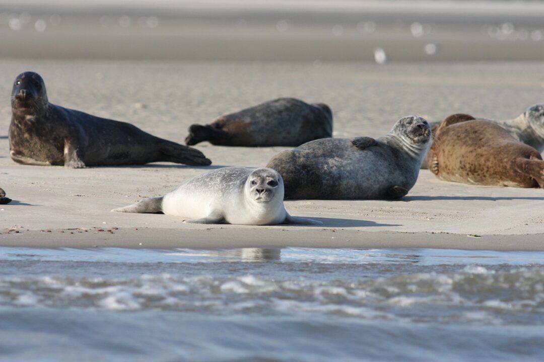 Seals Form Alliances Just Like Humans—Here’s Proof