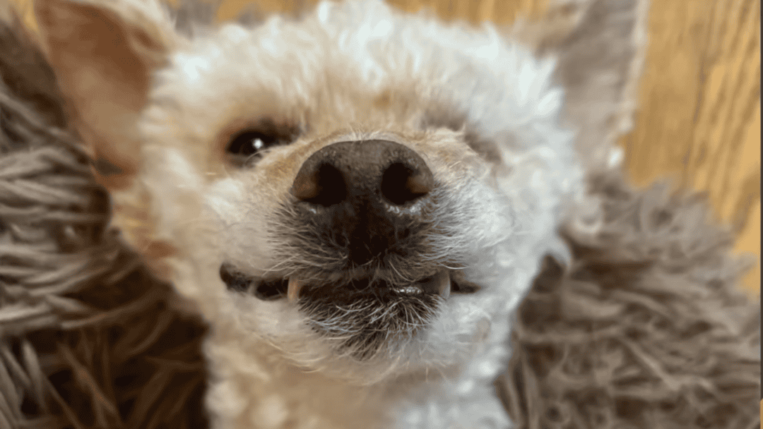 Frightened Senior Dog Serenades New Owner After Being Rescued From Kill ...