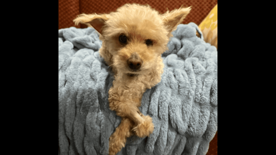 Frightened Senior Dog Serenades New Owner After Being Rescued From Kill ...