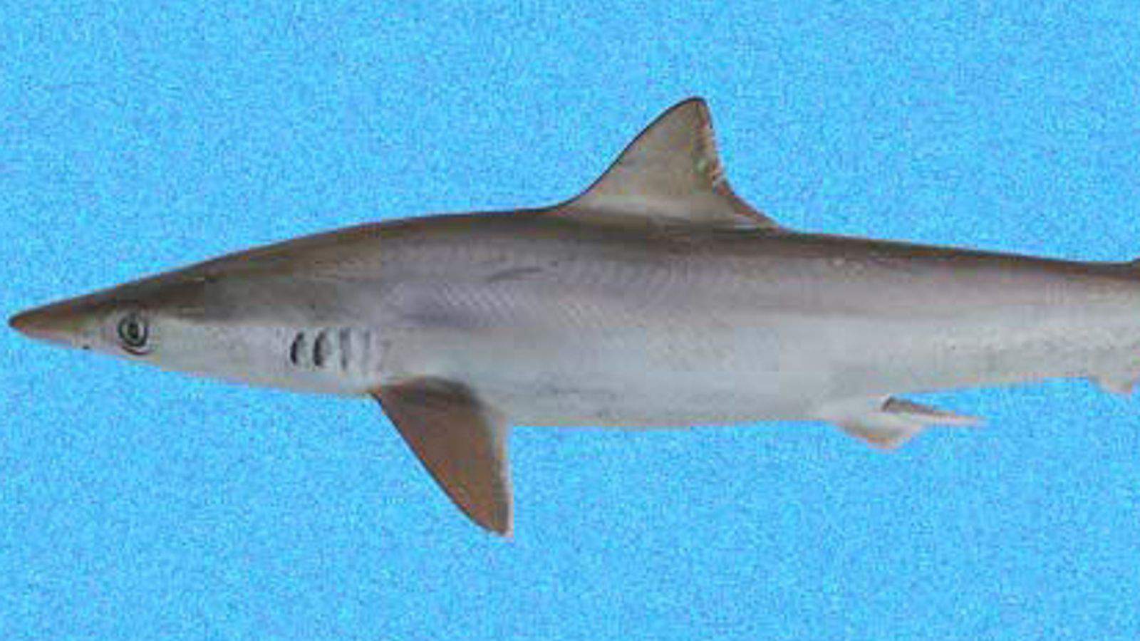 Shocking New Finding - Sharks Off Brazil Coast Spiked with Cocaine ...