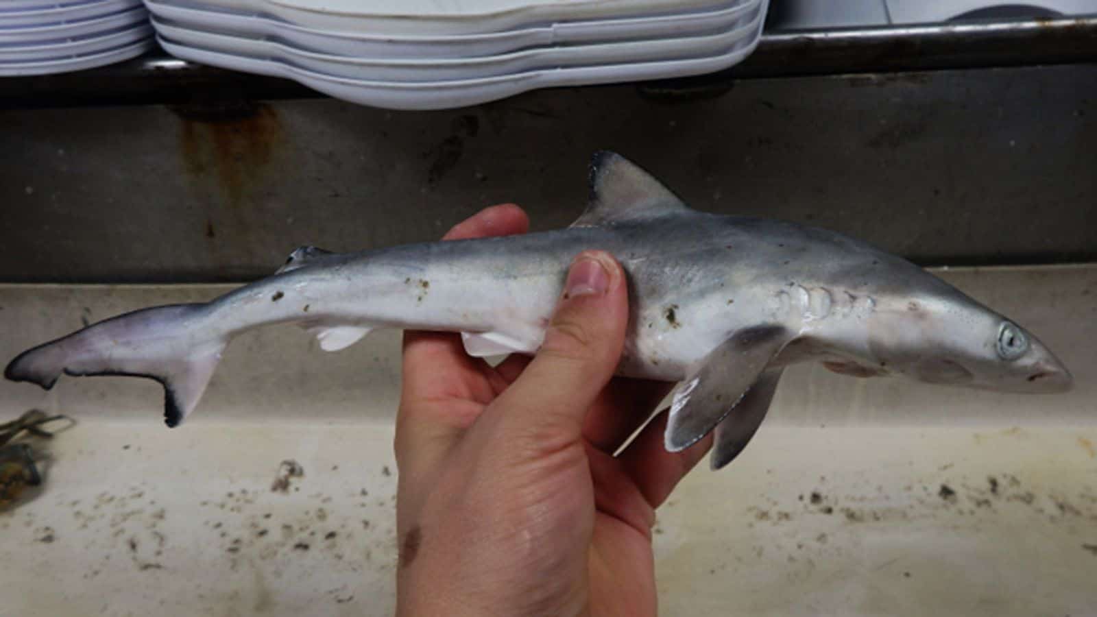 Shocking New Finding - Sharks Off Brazil Coast Spiked with Cocaine ...