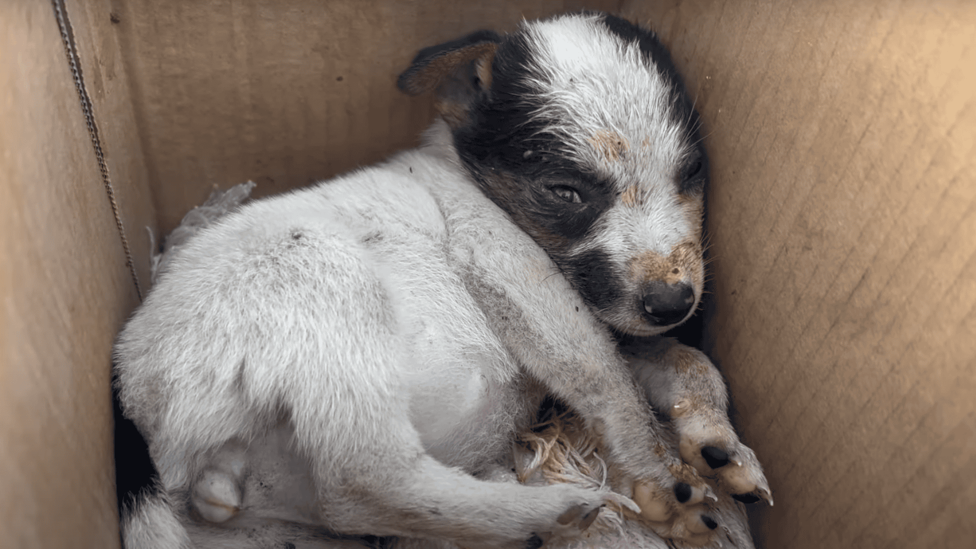 Relicta famelicus puppy Reliquit inops postquam sublatus ex matre ...